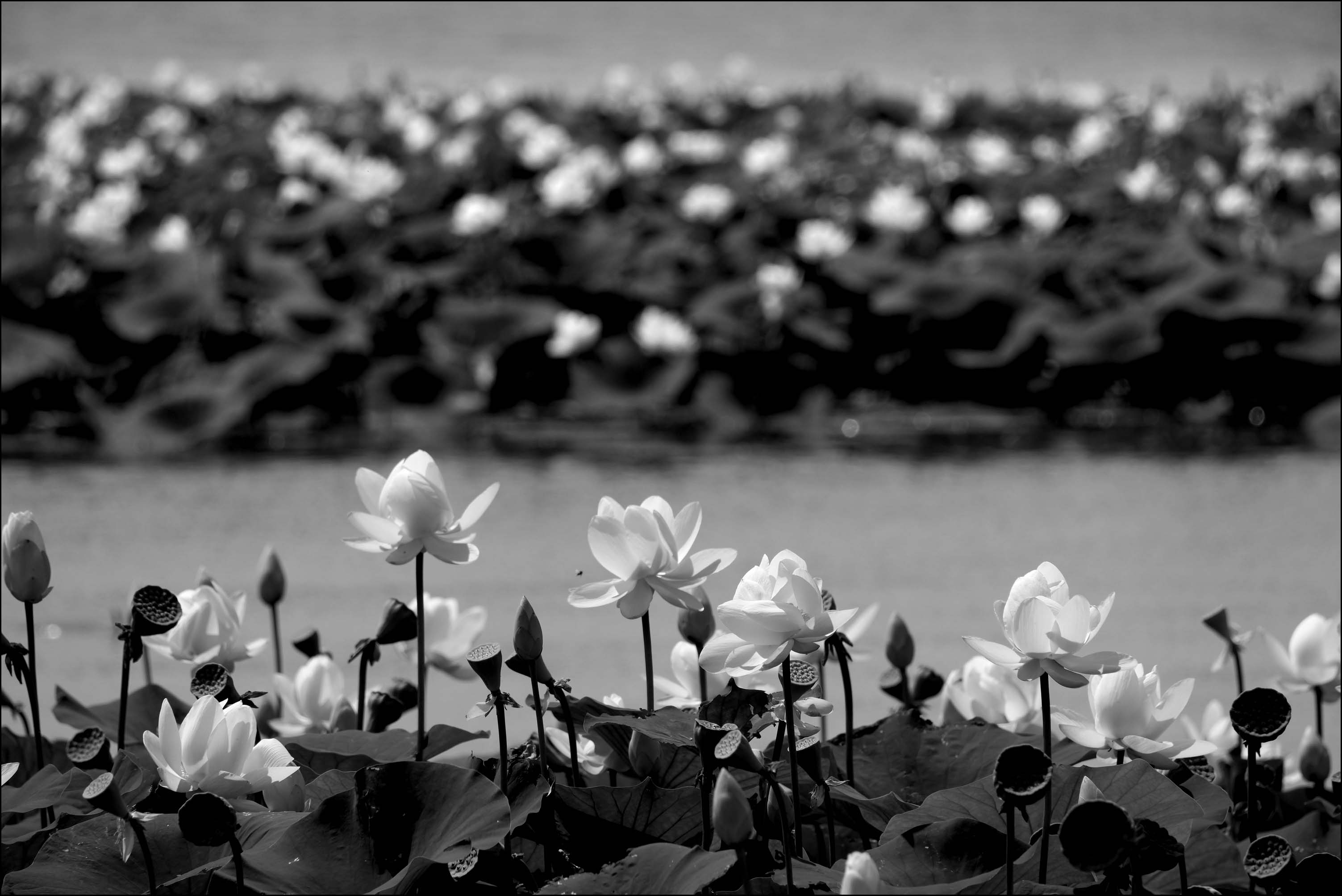 07.28.2023 – Jim Lee Photography