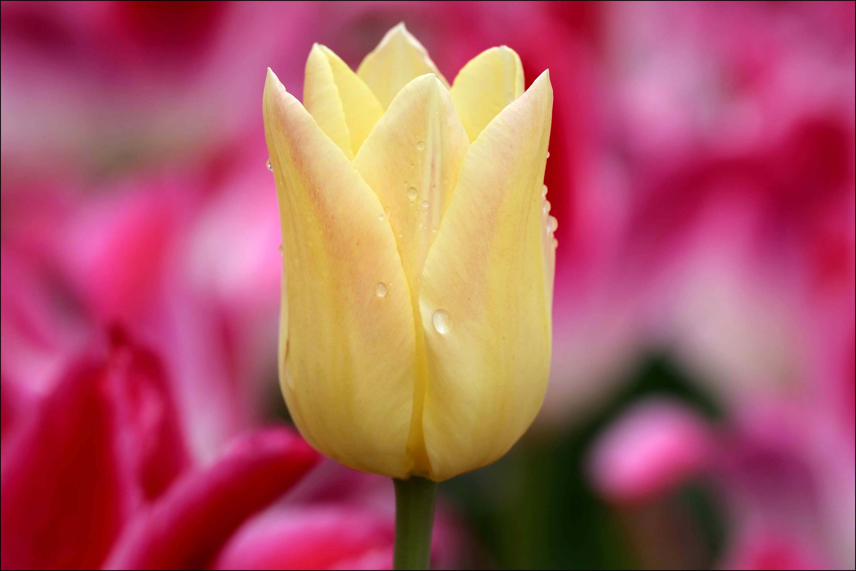 Pella – Jim Lee Photography