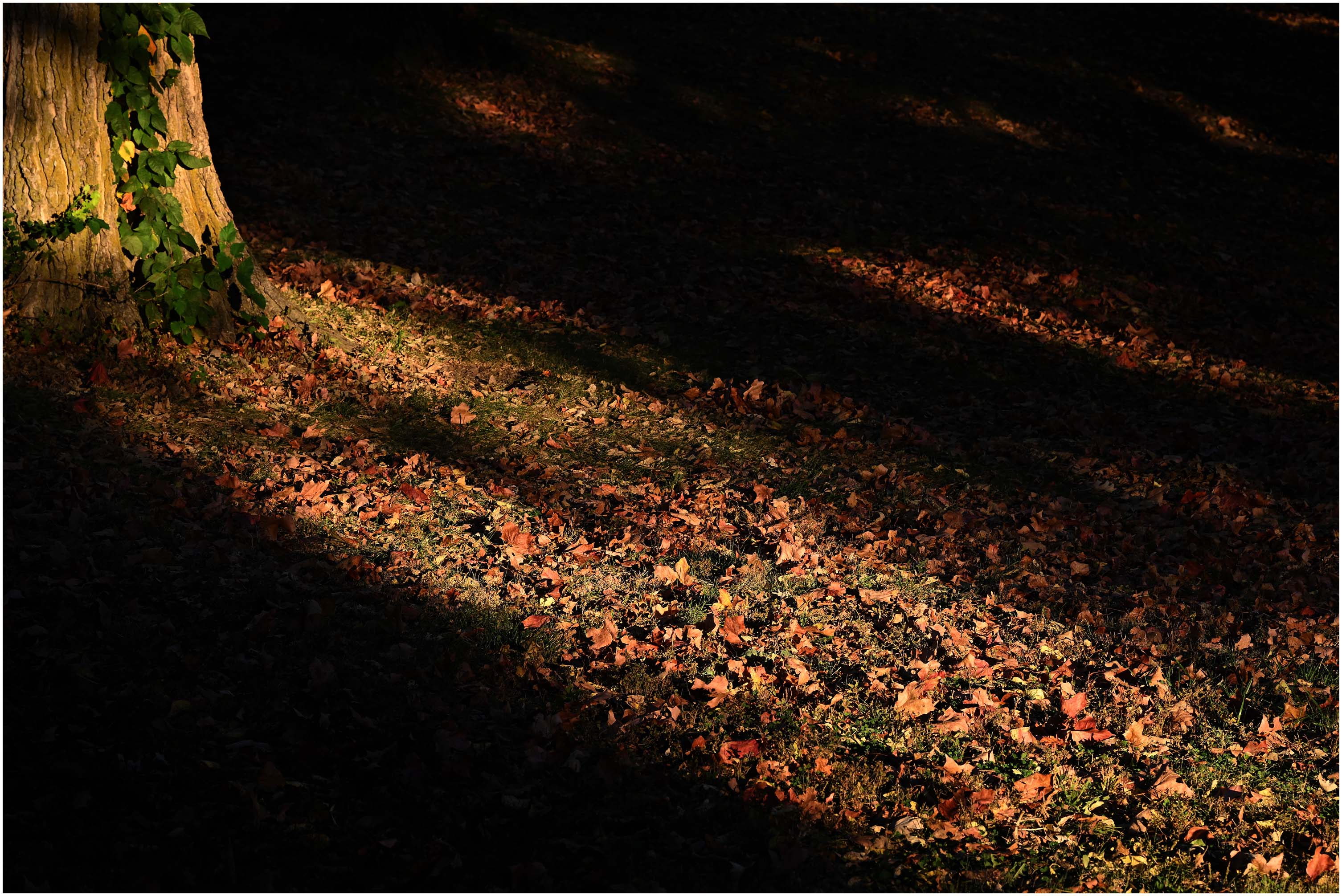 Ewing Park – Jim Lee Photography