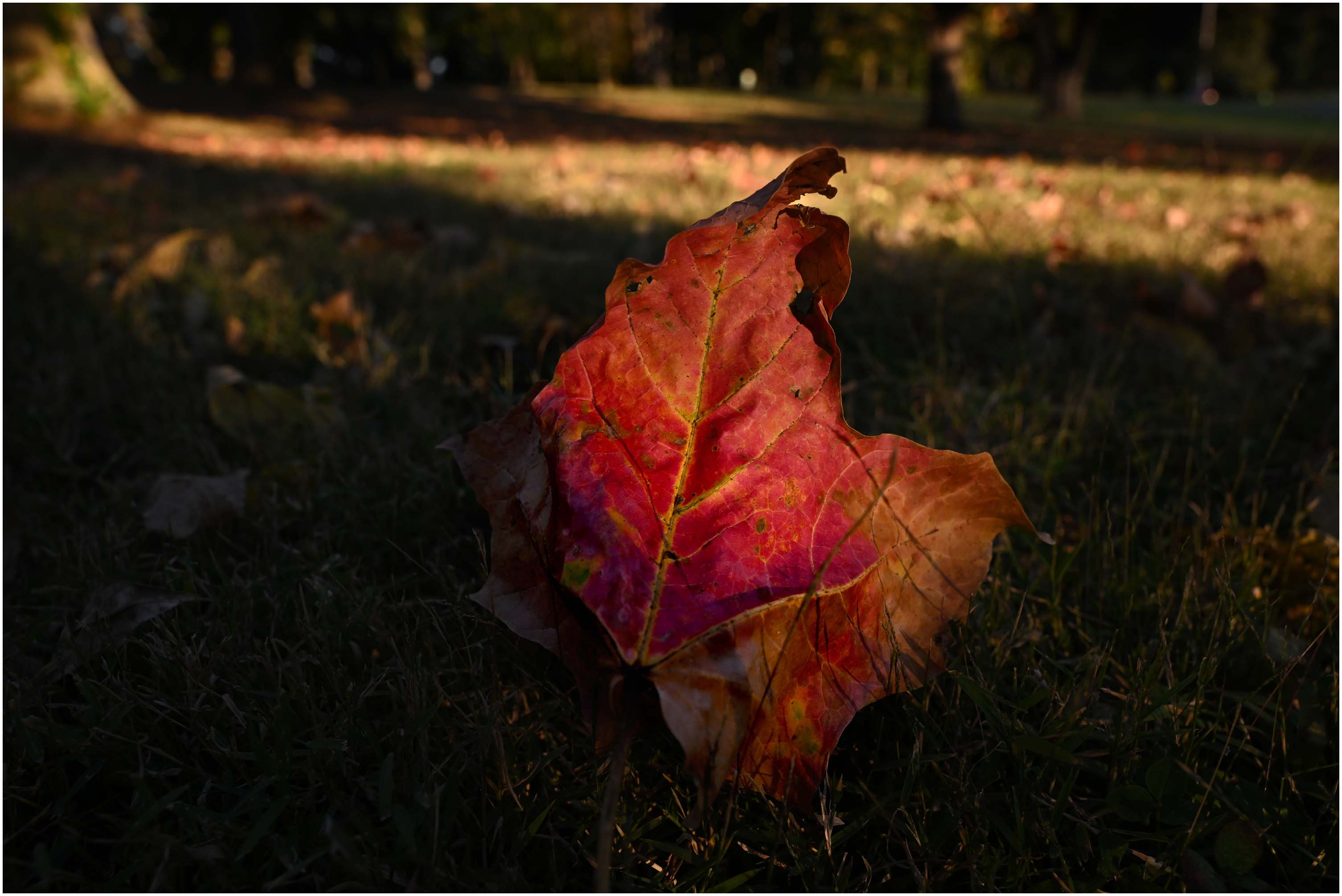 Ewing Park – Jim Lee Photography