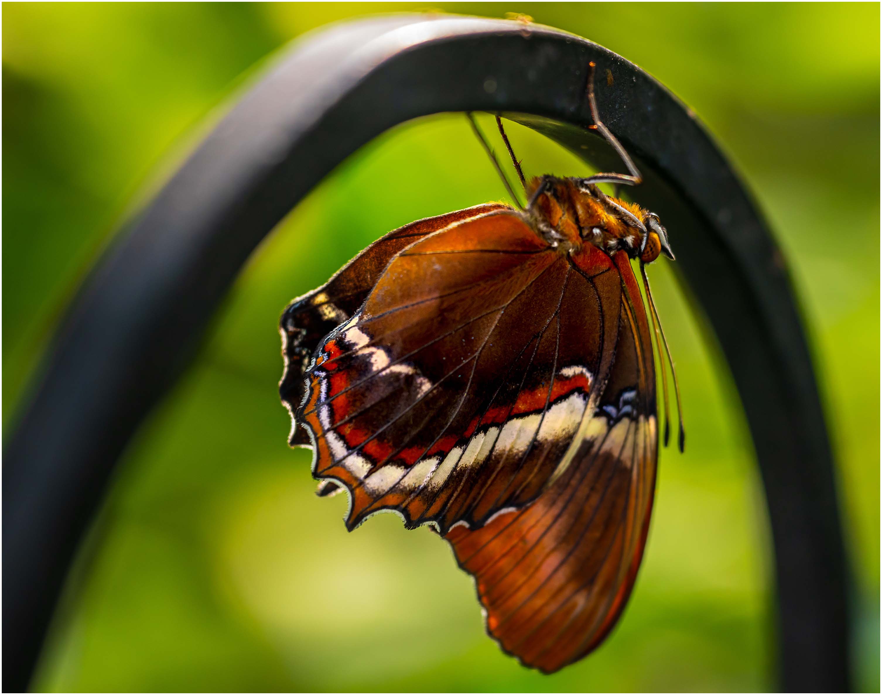 Butterfly House – Jim Lee Photography