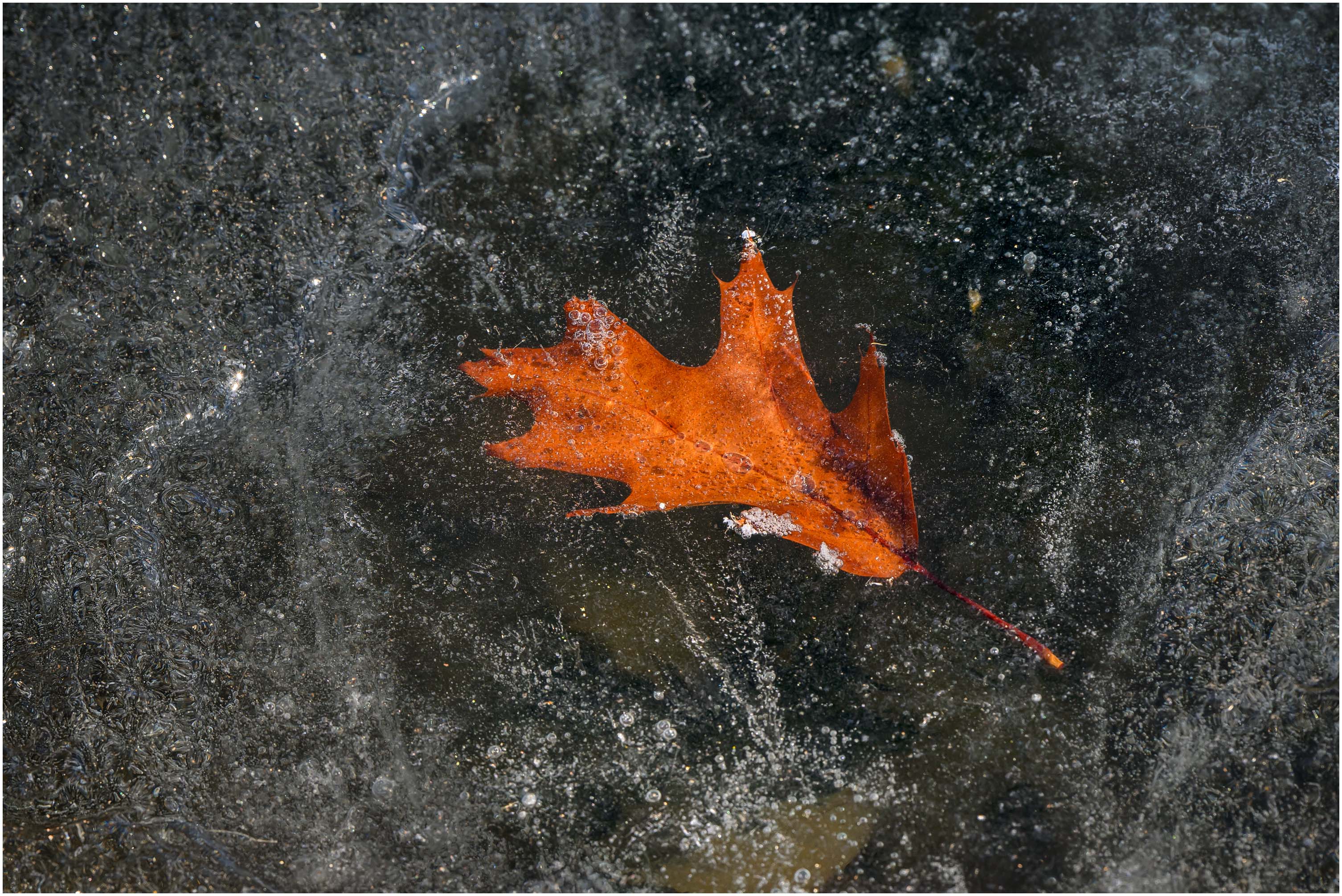 Frozen – Jim Lee Photography