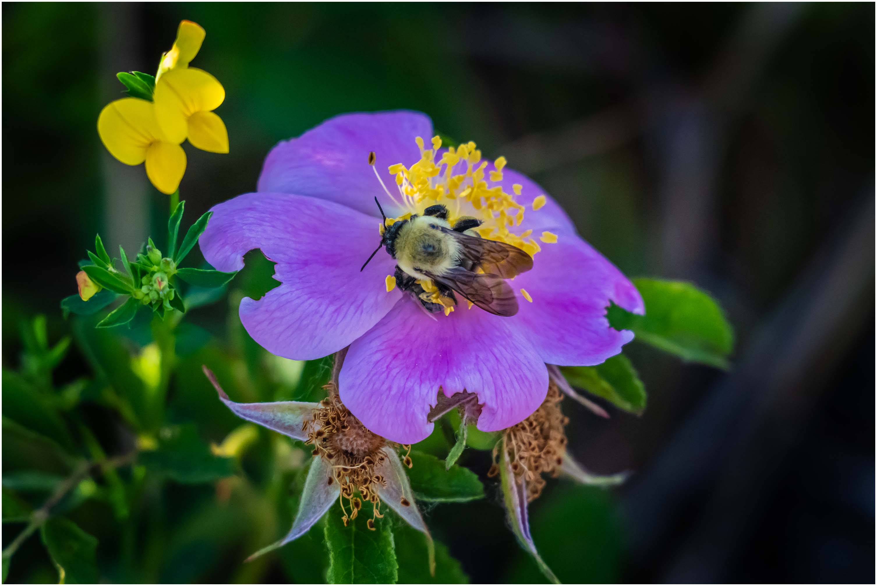 Neal Smith Wildlife Refuge – Jim Lee Photography