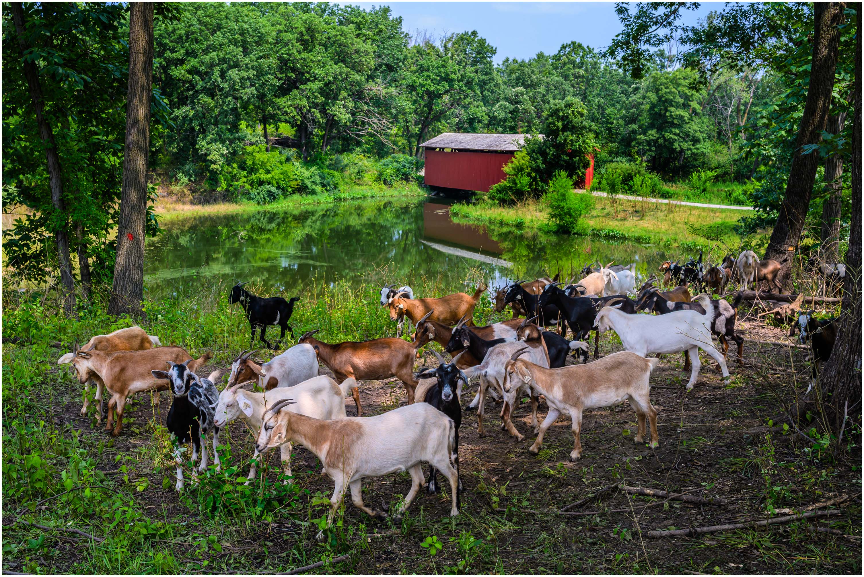 Easter Lake Goats – Jim Lee Photography
