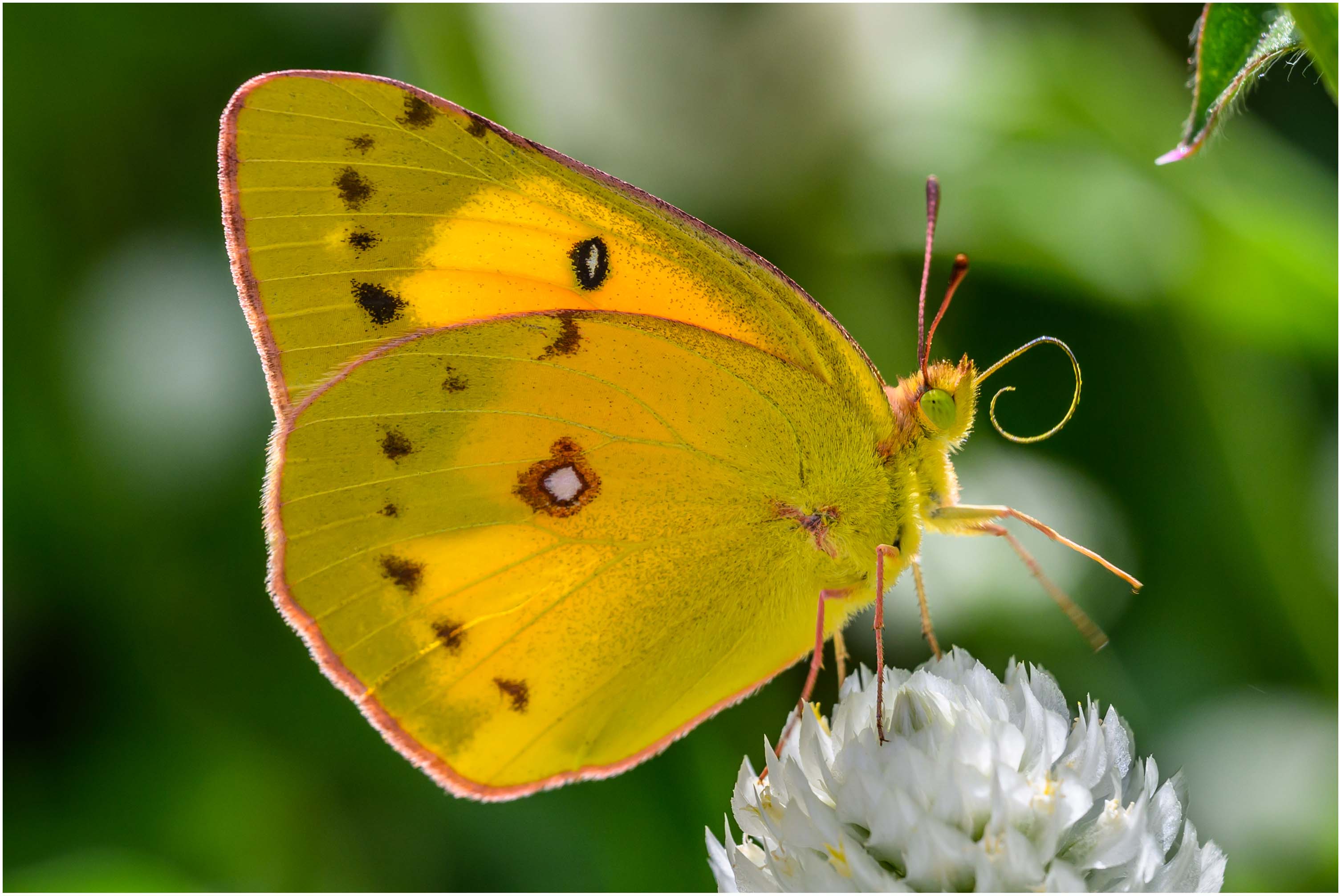 Butterfly – Jim Lee Photography