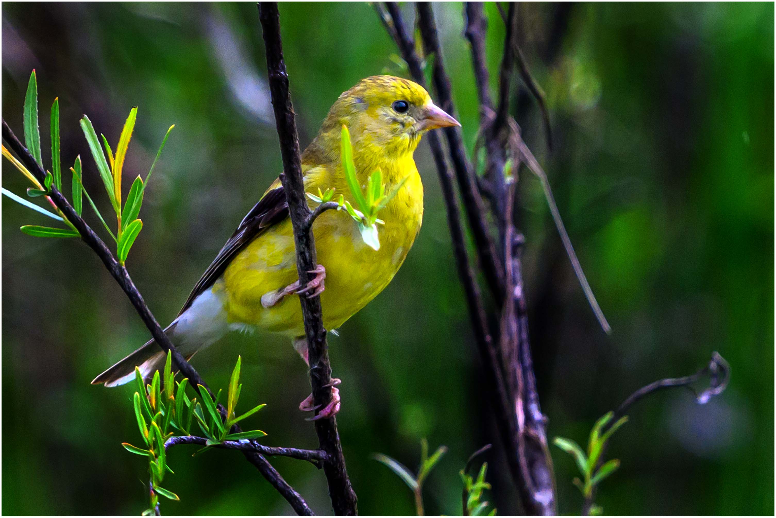 American Goldfinch – Jim Lee Photography