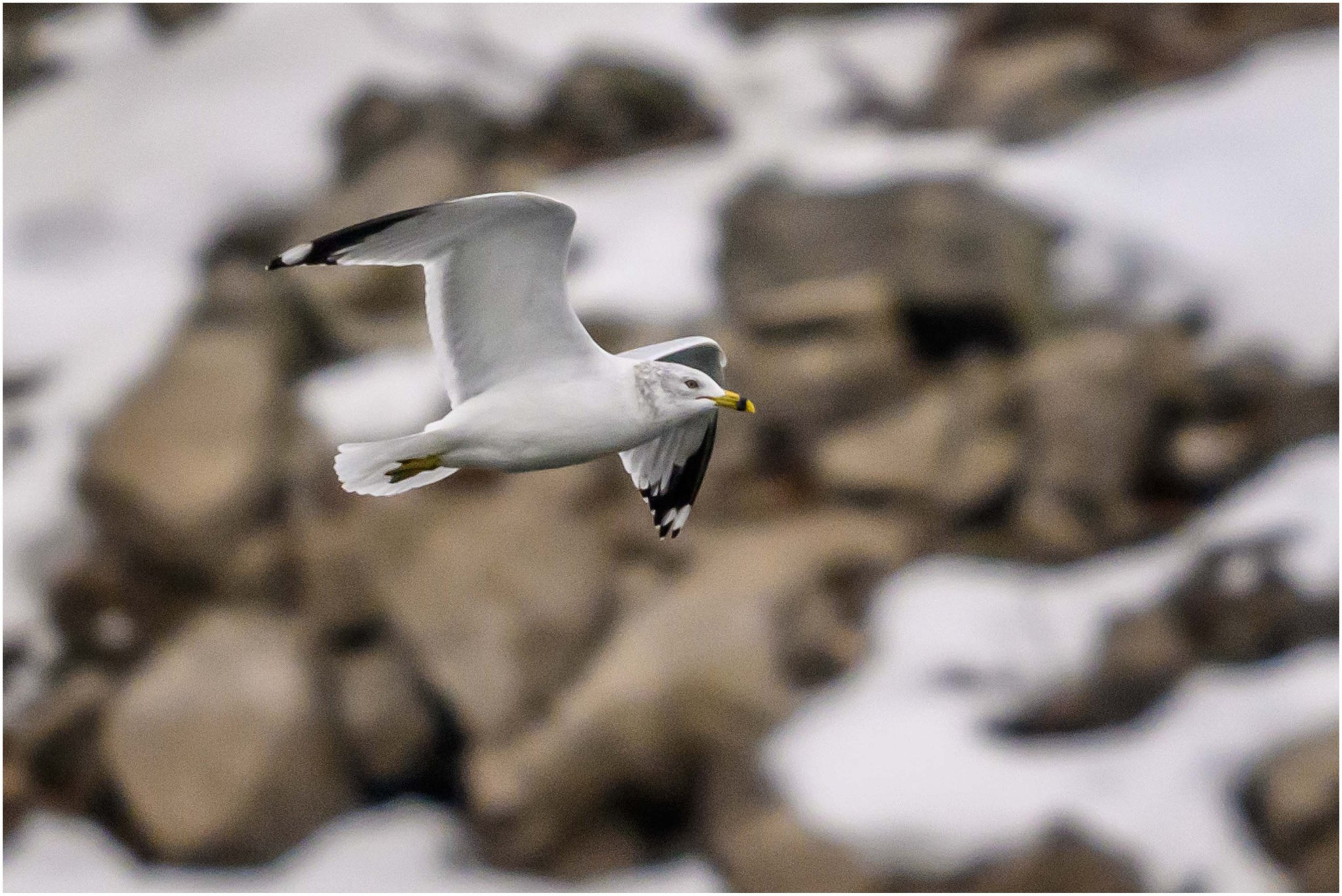 Seagull – Jim Lee Photography
